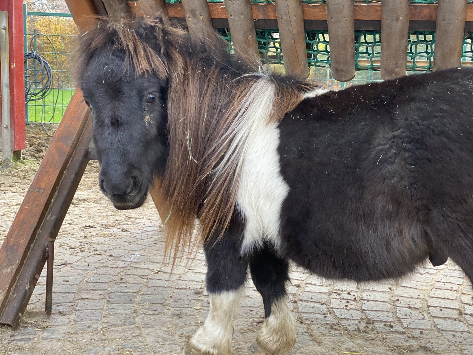 Mini-Shetland-Pony - Erlebnisbauernhof Gertrudenhof