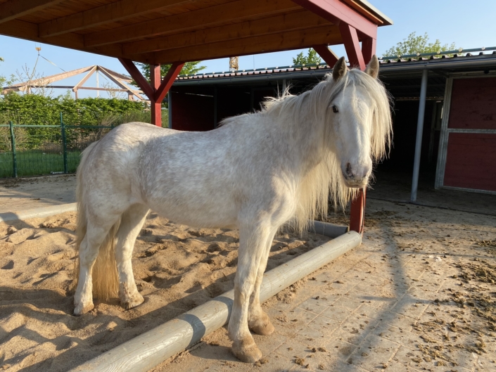 Tinker Pony - Erlebnisbauernhof Gertrudenhof