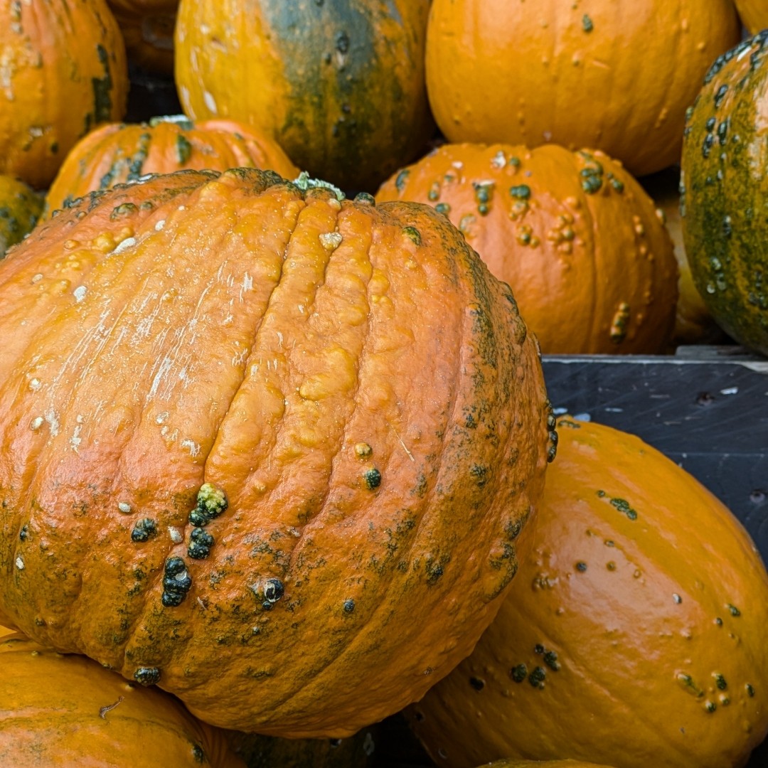 Kürbis Warted Goblin - Erlebnisbauernhof Gertrudenhof